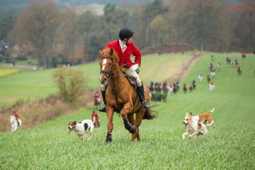 Die Jagd – Der Deutsche Reiter- und Fahrer-Verband und seine Fachgruppen