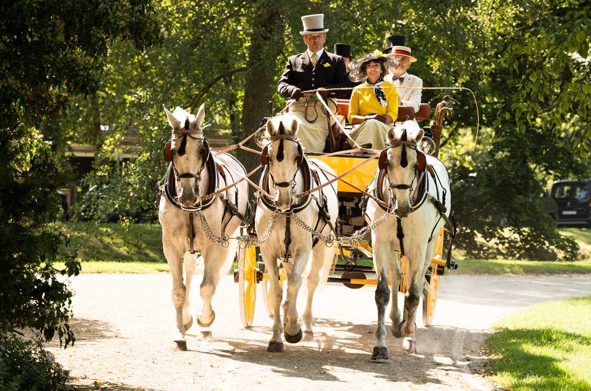 Der Deutsche Reiter- und Fahrerverband und seine Fachgruppen – Aktuelle ...
