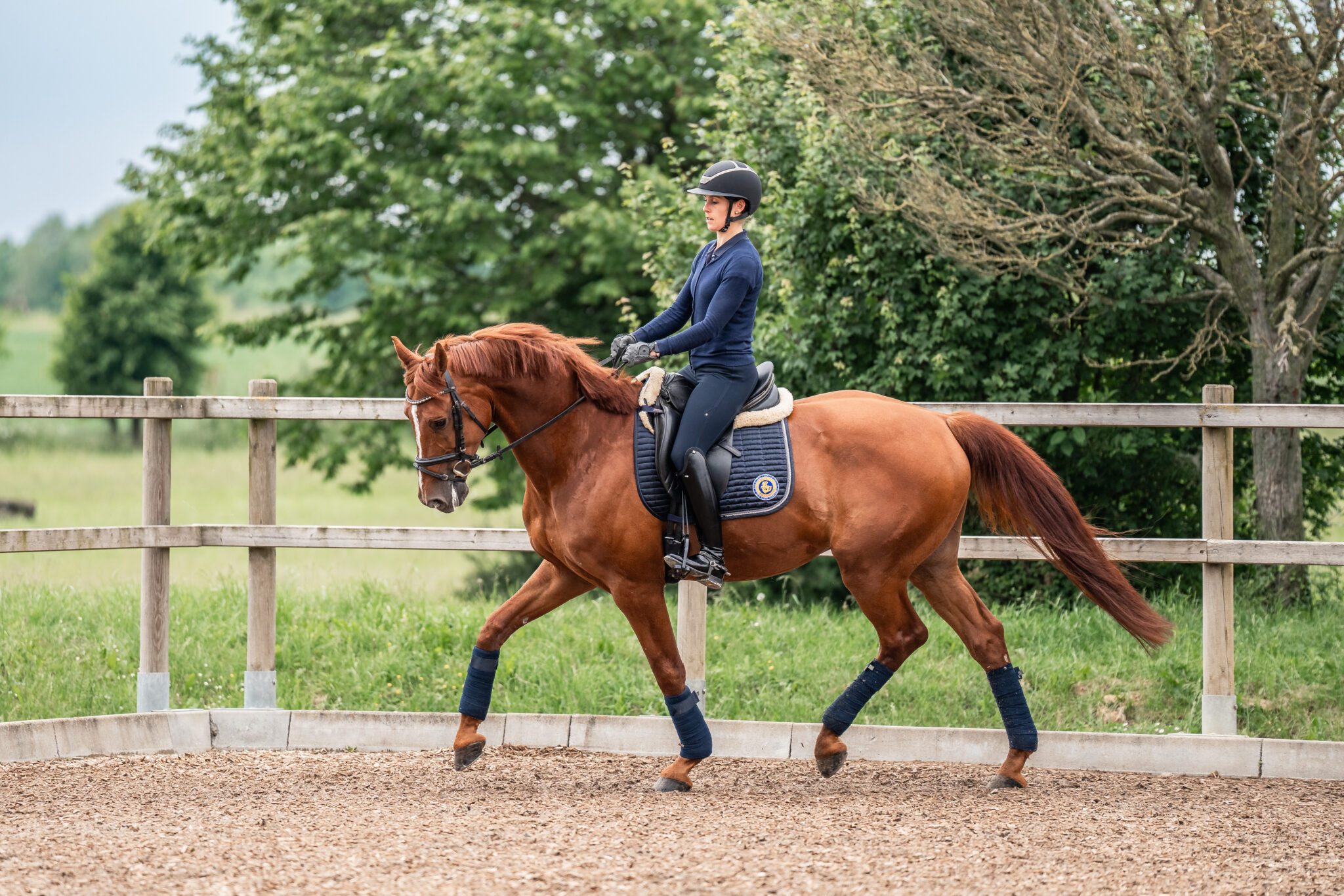Der Deutsche Reiter- und Fahrerverband und seine Fachgruppen – Aktuelle ...